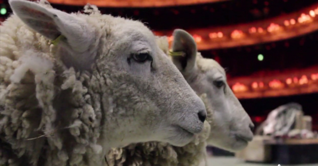 Meet the Royal Opera House's cast of sheep